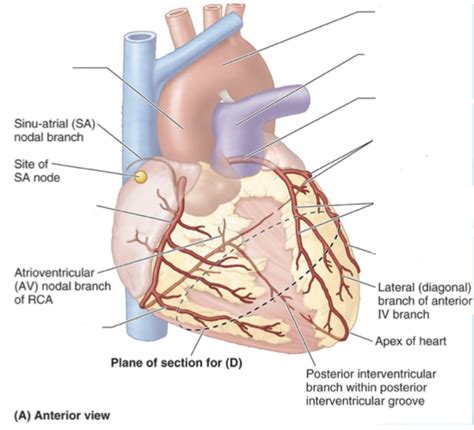 Diagram Of Arteries Of The Heart Quizlet