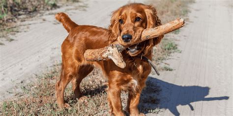 English Cocker Spaniel