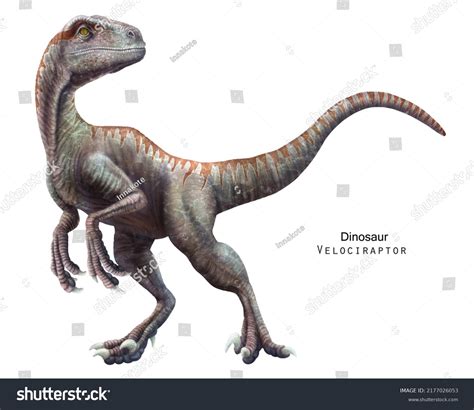Dinosaur Velociraptor At Crystal Molden Blog