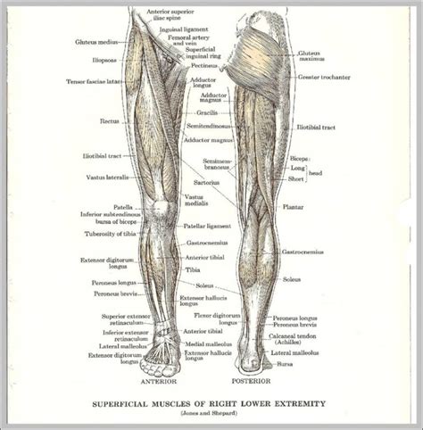 Anatomy Of The Leg Image Anatomy System Human Body Anatomy Diagram