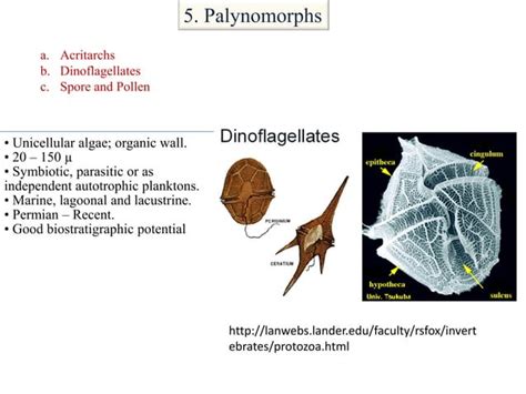 Microfossils And Their Applications In Petroleum Industry Pdf