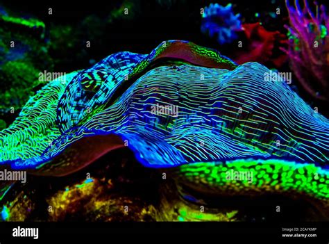 Beautiful Colorful Coral Reef And Sea Anemones In Amazing Light All Shines In Color The Best