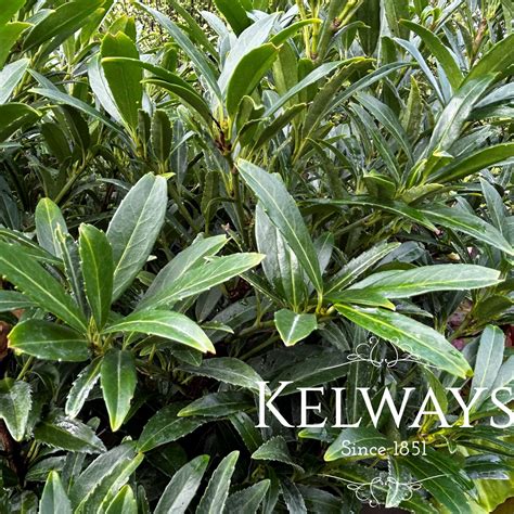 Prunus Laurocerasus Sofia Kelways Plants Ltd