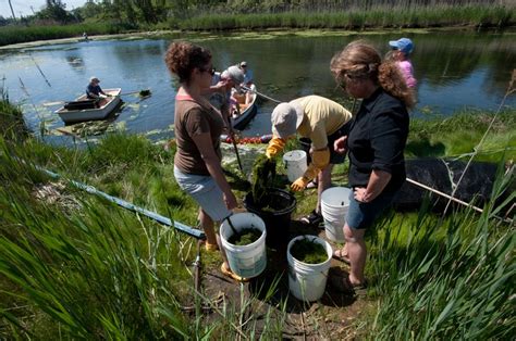 The Vineyard Gazette Martha S Vineyard News Algae Harvesting Program Aims To Improve Pond Health