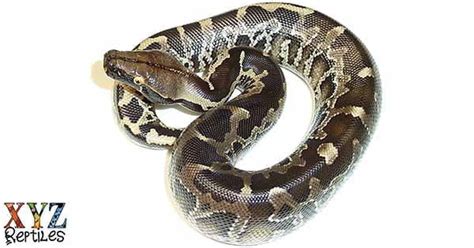 Black Blood Python For Sale With Live Arrival Guarantee Xyzreptiles