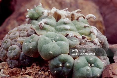 Peyote Cactaceae News Photo Getty Images