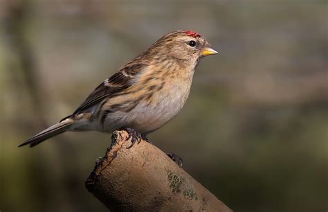 Bird Redpoll Ornithology Free Photo On Pixabay