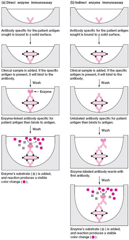 Enzyme Immunoassay Eia Principles Antigen Detection Nucleic Acid