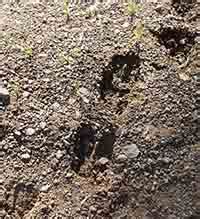 Moose Tracks What Do Tracks From A Moose Look Like