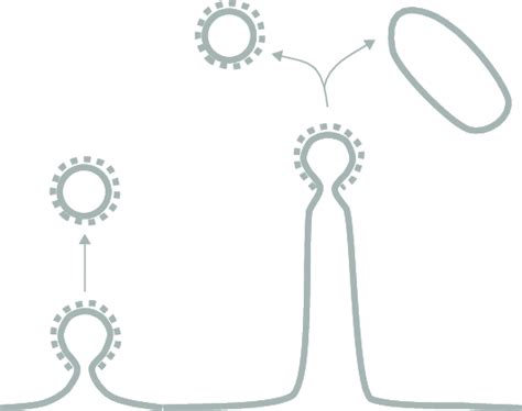Schematic Representation Of The Membrane Invaginations Described In