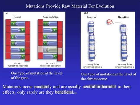 Microevolution How Does Evolution Work Ppt Download