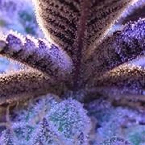 Stream Tracy Ann Walker Music Listen To Songs Albums Playlists For