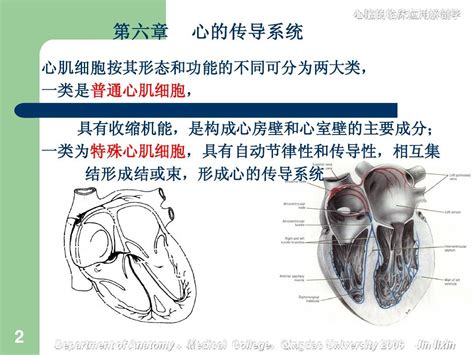 心脏的临床应用解剖 5 心传导系统 Word文档在线阅读与下载 无忧文档