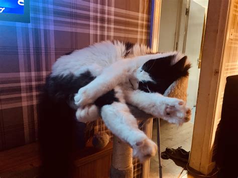 Geddy Doesnt Accept That Hes Outgrown The Cat Tree Rififitsisits