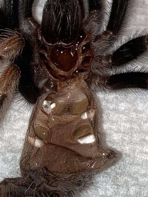 B Hamorii Sexing Rtarantulas
