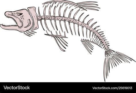 Salmon Skeleton Logo 50 Fish Animal Bone Dead Animal Salmon Stock
