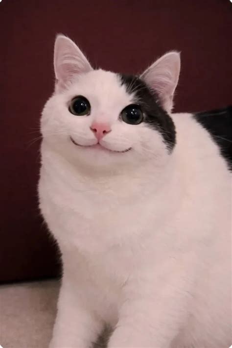 Goofy Ahh Cat Ultimate Collection Of Viral Cat Images