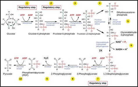Flow Sheet Diagram Of Glycolysis Glycolysis Explained In 10