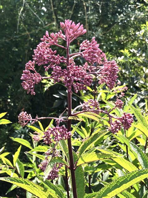 Eupatorium Maculatum Purpureum Wychwood Tasmania