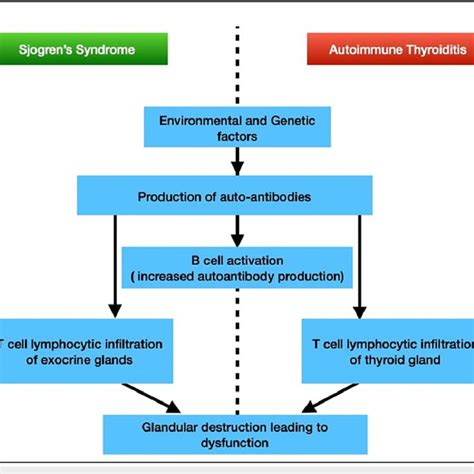 A Similarity Between The Pathogenesis Of Sjogrens Syndrome And