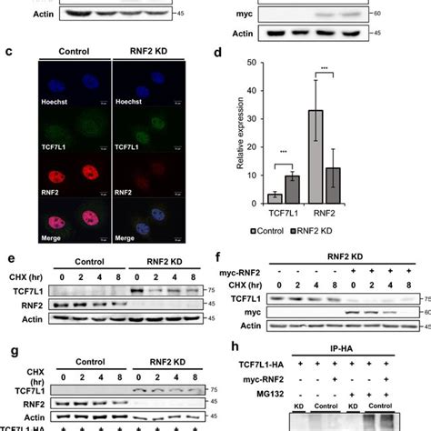 Loss Of RNF2 Stabilizes Nuclear TCF7L1 A Western Blot Analysis Of