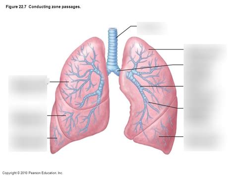 Chapter 22 Respiratory System Slide 21 Diagram Quizlet