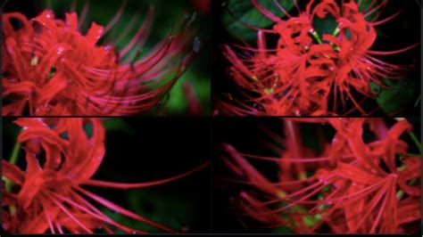 投稿報告 Stripe Ci En（シエン）