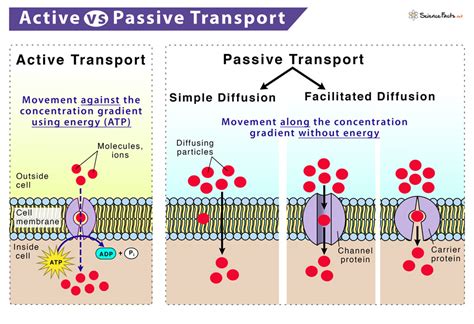 Active Transport Diagram
