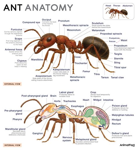 Ant Types Size Anatomy Habitat Life Cycle Lifespan And Pictures