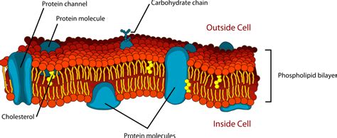 Bio101 Ch4 Pt2 The Cell Insideoutside Cell Membrane Etc