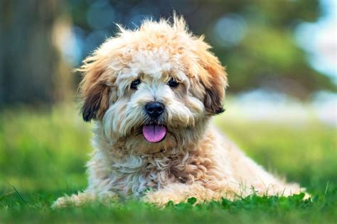 Shih Poo Dog Breed Information And Characteristics