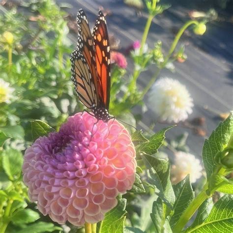 Camelot Flower Plot Explore Beautiful Dahlias Shop Now
