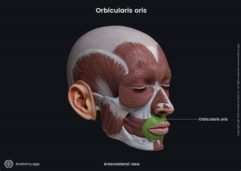 Orbicularis Oris Anterolateral View Anatomyapp
