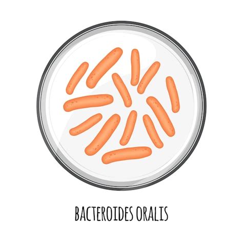 페트리 접시 벡터 이미지 Bifidobacteria Lactobacilli에 박테리오데스 오랄리스의 인간 미생물군집 프리미엄 벡터