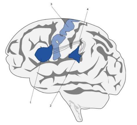 Ling 2050 Exam 3 Diagram Quizlet