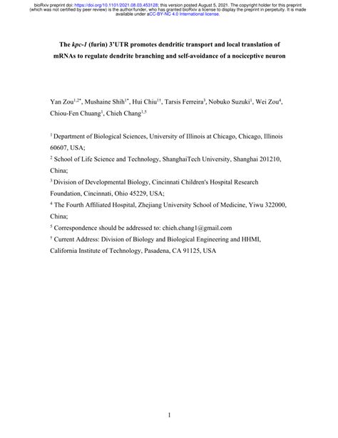 Pdf The Kpc 1 Furin 3′utr Promotes Dendritic Transport And Local Translation Of Mrnas To