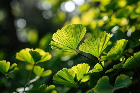 Pattern Of Gingko Biloba Leaf Stock Illustration Illustration Of