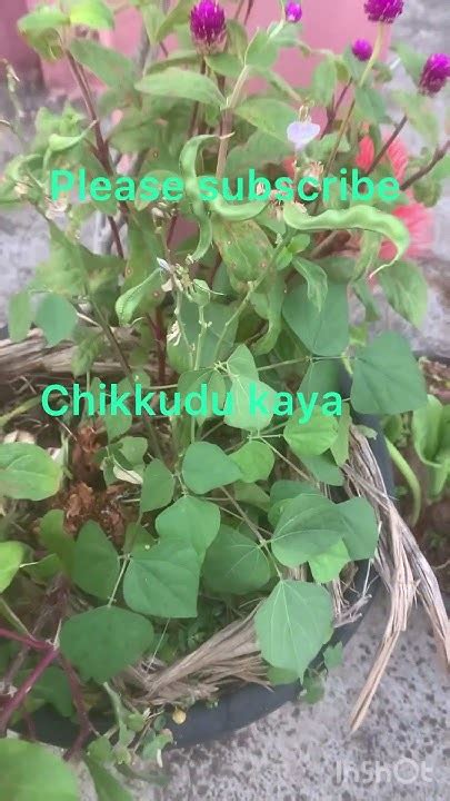 Chettu Chikkudu Youtube