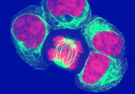 Jonathan D Grinstein Phd On Linkedin Split Decision Synthego Spins