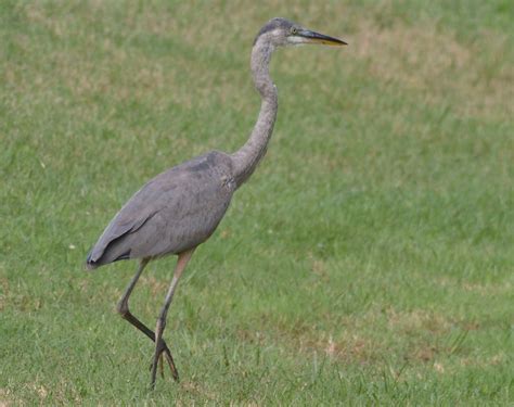 Juvenile Great Blue Heron