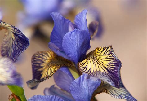 How To Grow And Care For Siberian Iris