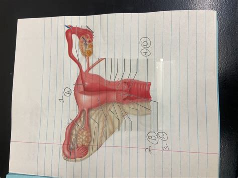 Female Reproductive System Diagram Quizlet