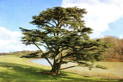 Gardening And Outdoor Living Ideas Cedar Trees Landscape Evergreen