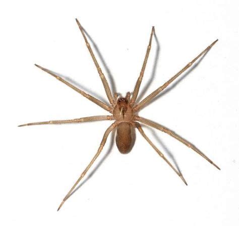 The Brown Recluse Spider Can Be Identified By The Distinctive Violin