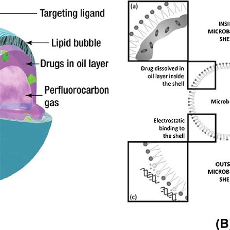 A Schematic Representation Of A Contrast Microbubble Constructed For