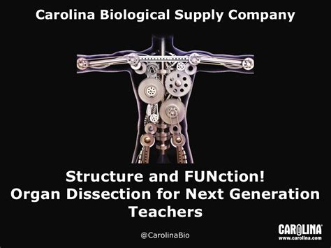 Structure And Function Organ Dissection For Next Generation Teachers