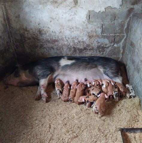 ღორის ფერმა ხიდისთავში