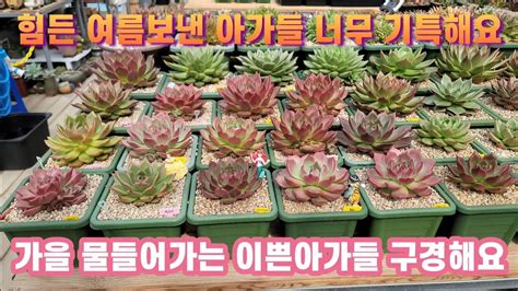 보석같은 다육이 16년 정성의 결과물 아가들이 하나같이 너무 고운자태를 뽐내고 있네요 Youtube