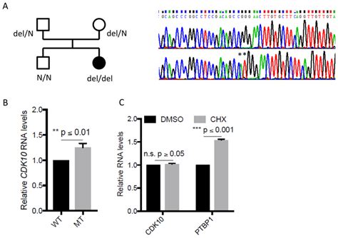 A Homozygous Deleterious Mutation In Cdk10 Is Associated With Agenesis