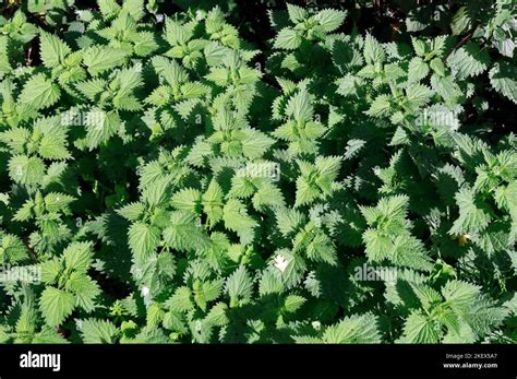 Stinging Nettles Urtica Dioica Common Nettle Burn Nettle Stinging